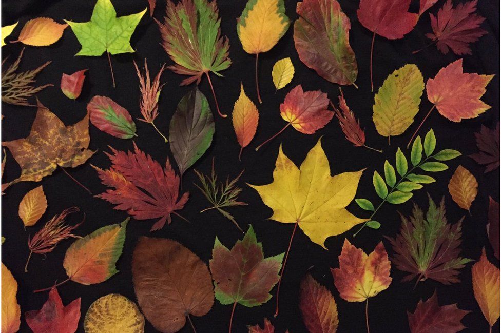 Lluniau'r hydref / Autumnal pictures 2017 - BBC Cymru Fyw