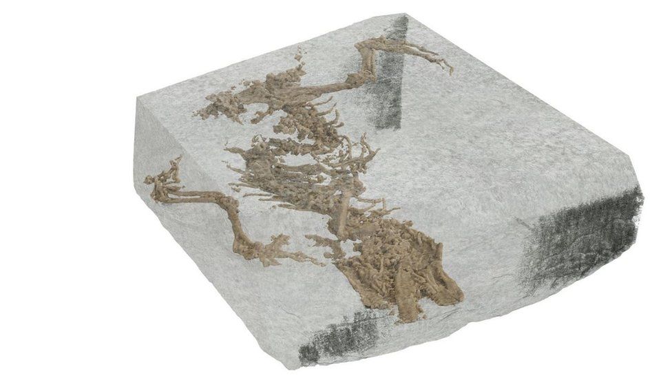 Lizard fossil found in Scotland shows 'evolution in action' - BBC Newsround