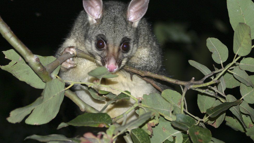 New Zealand: Mystery over scattered possum tails - BBC News