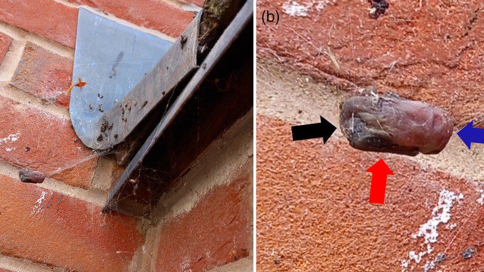 Spider recorded preying on bat in Shropshire artist's attic - BBC News