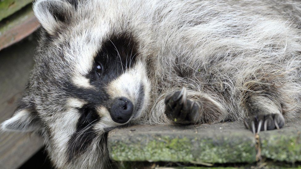 Woman asks firefighters to help 'stoned' raccoon - BBC News