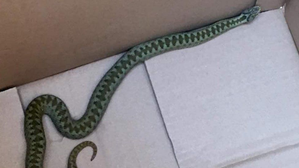 Rhybudd i ymwelwyr wedi i neidr frathu menyw ar draeth - BBC Cymru Fyw