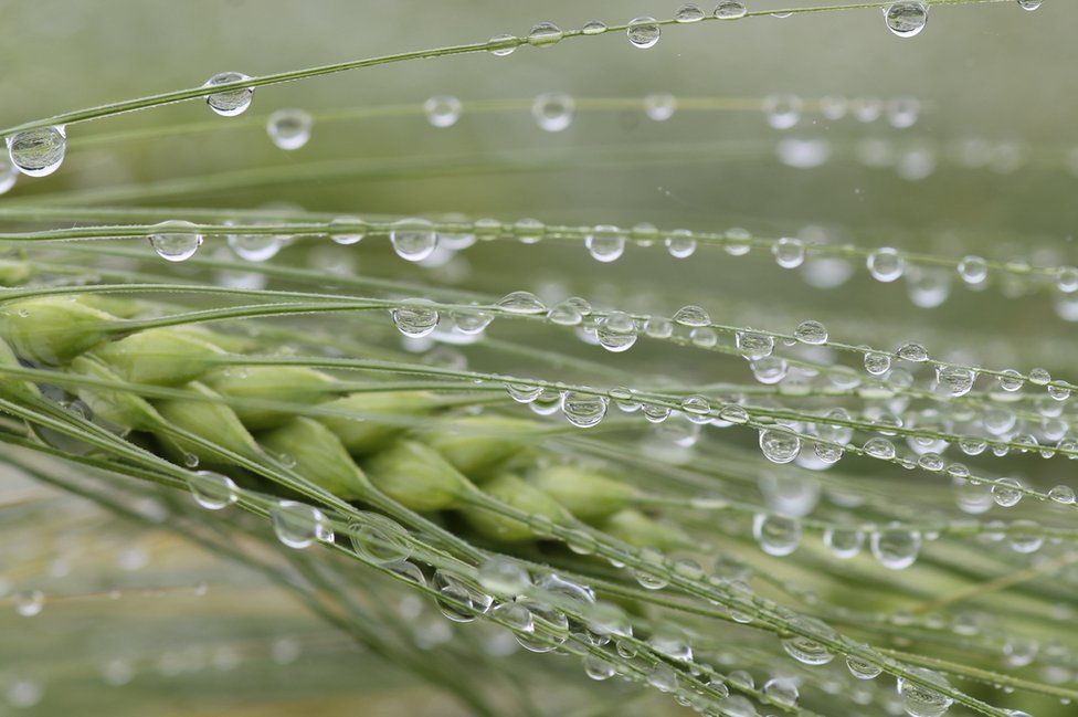 Your pictures: Crops - BBC News