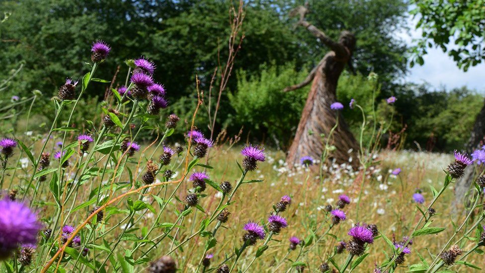 'Bumper year' for wildflowers of Scotland - BBC News