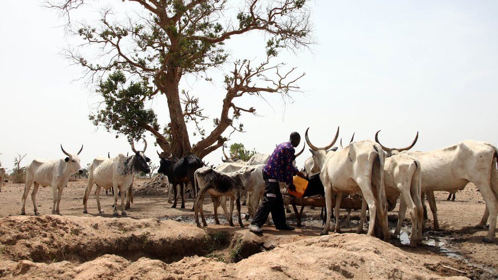 Nigeria grazing ban to stop deadly cattle wars - BBC News