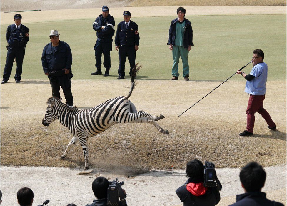Runaway Japanese zebra dies in golf course lake - BBC News