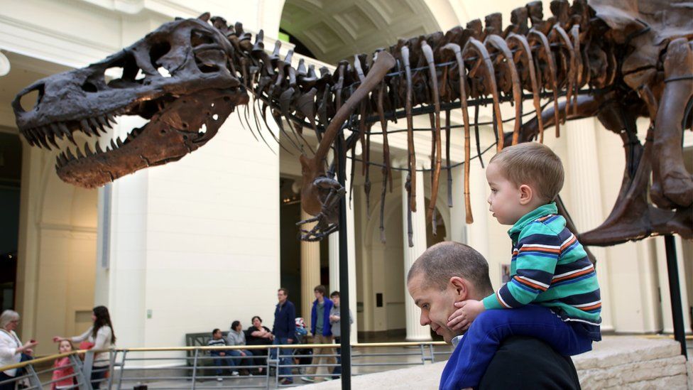 Dinosaur Auction: Complete T.rex skeleton for sale - BBC Newsround