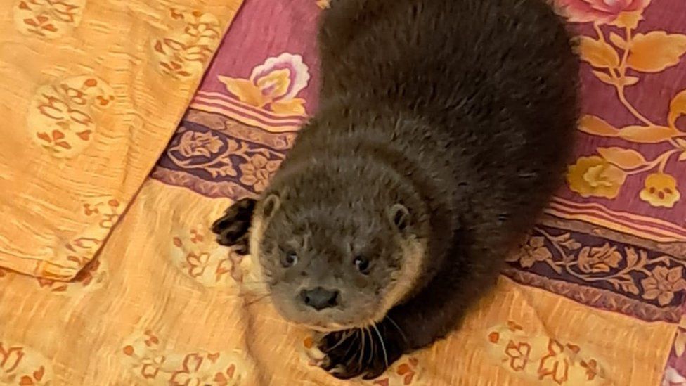 Young otter saved near main road in Bideford - BBC News
