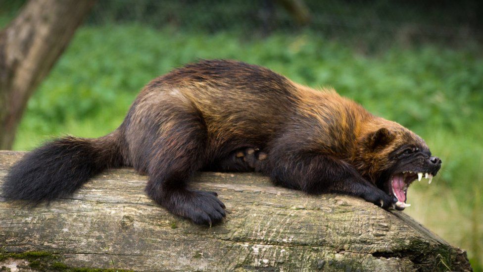 Wolverines return to American national park after more than 100 years ...