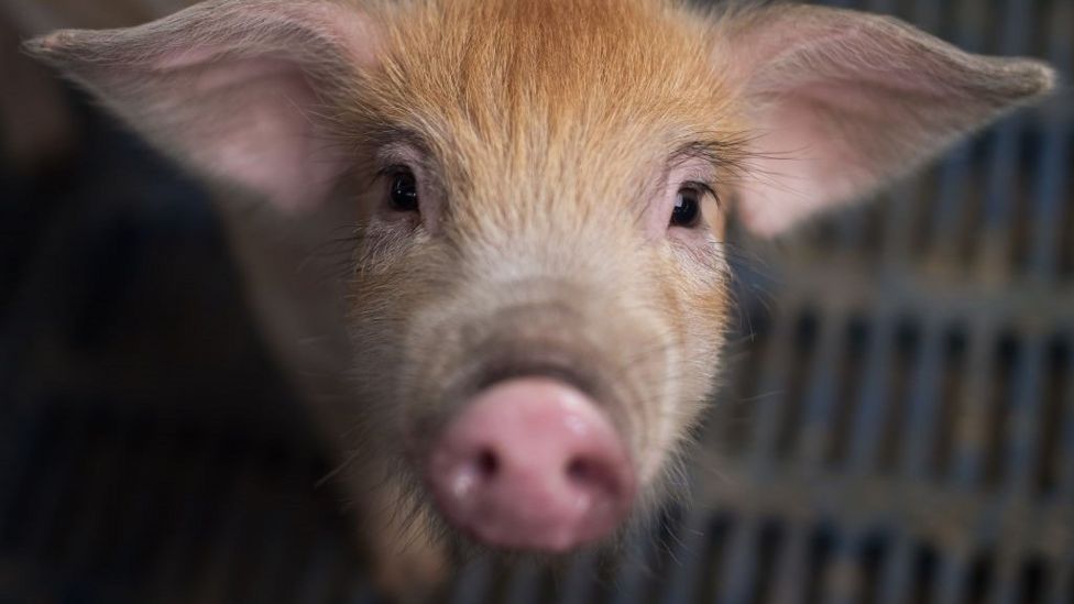 Is China losing the battle against an incurable pig virus? - BBC News