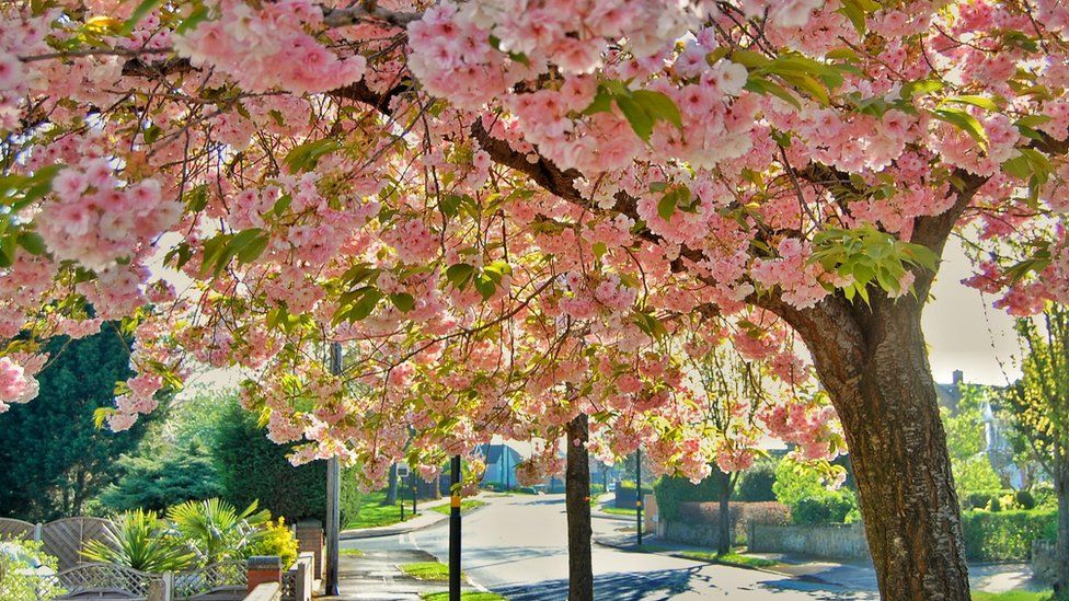 Stunning displays as blossom season begins - BBC Weather