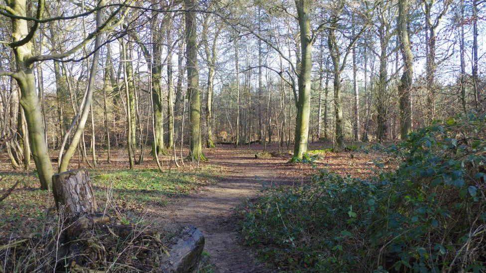 Man arrested after five birds of prey shot in King's Forest - BBC News