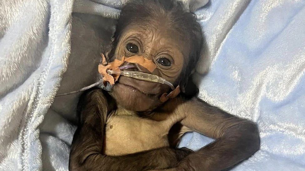 Wildlife: Doctors save 10-day-old baby gorilla with care normally given ...