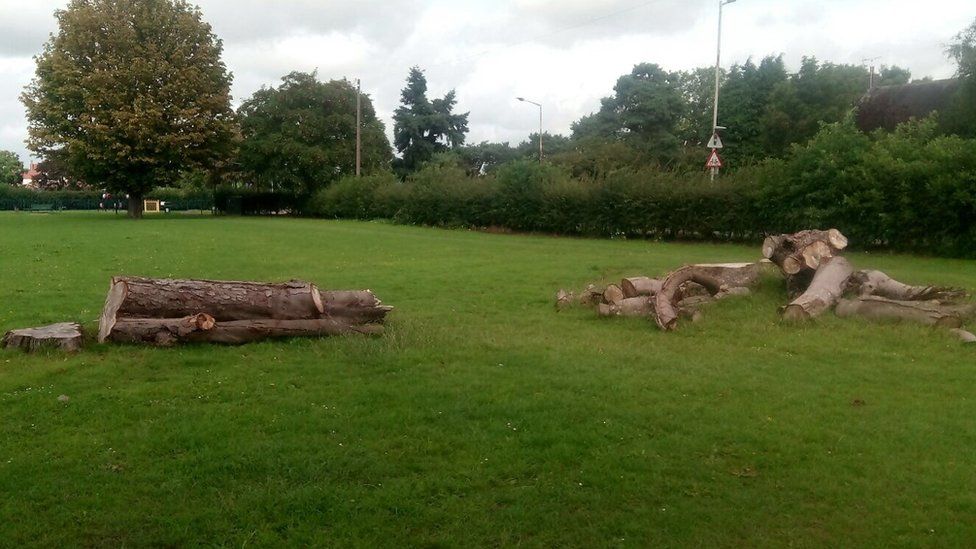 Slough tree cutting 'mystery' in Upton Court Park - BBC News