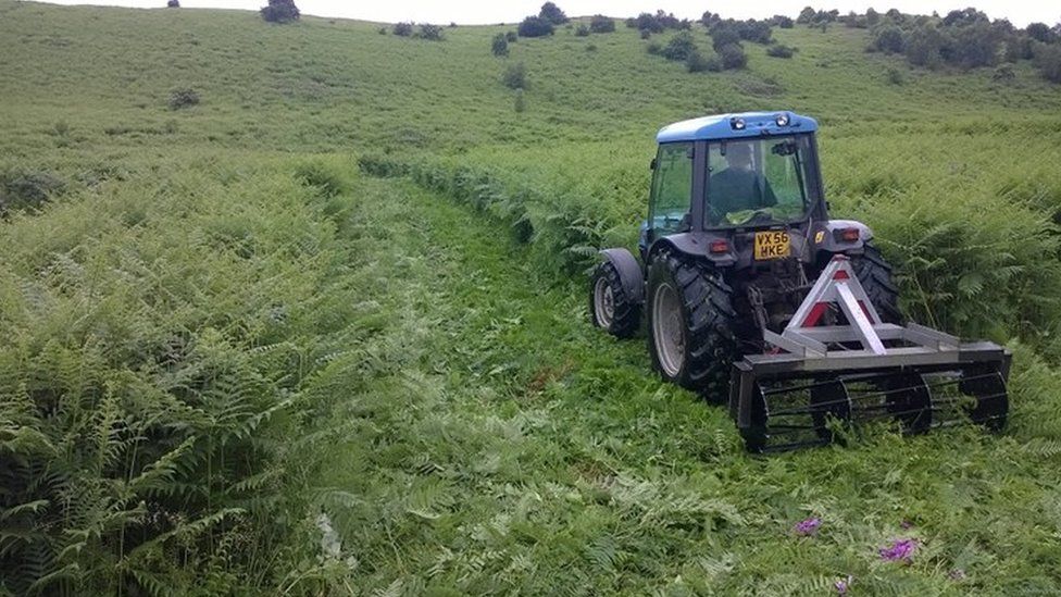 Horses brought in to control bracken on Malvern Hills - BBC News