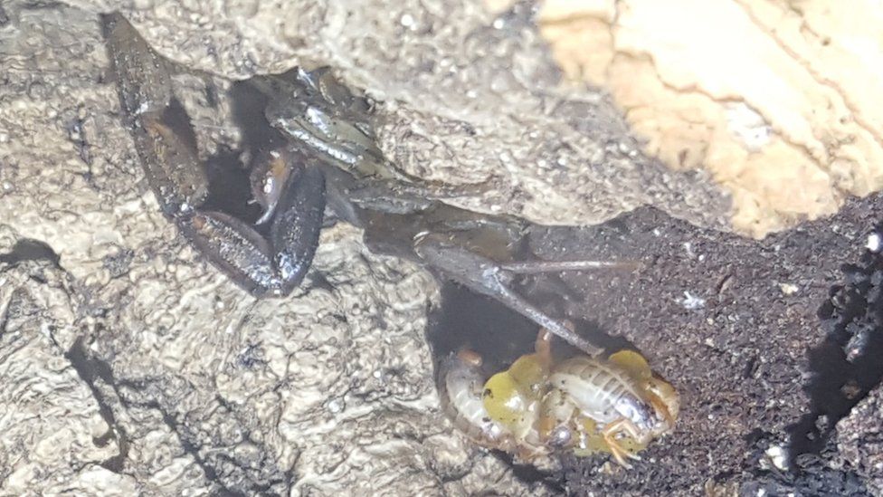 Scorpion on London to Edinburgh train gives birth after rescue - BBC News