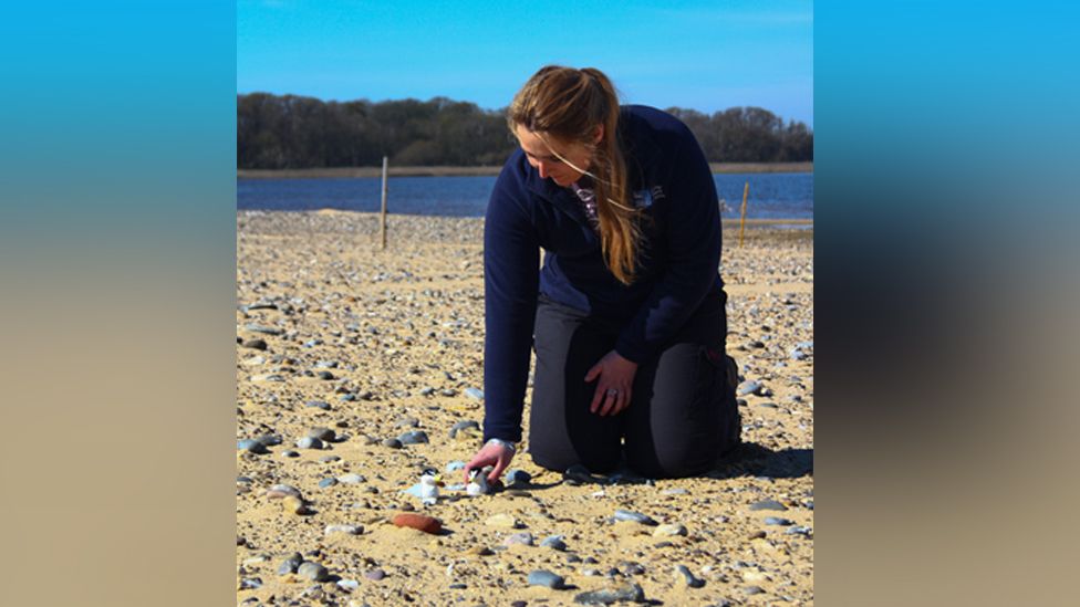 Little tern seabird models put on beaches to encourage breeding - BBC News