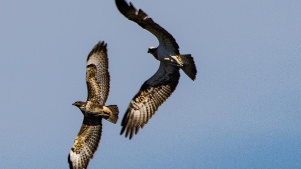 Dramatic displays as ospreys fend off intruders - BBC News