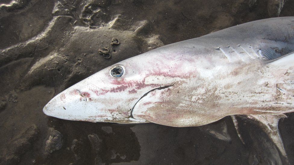 Blue shark washed up on Tentsmuir Beach in Fife - BBC News