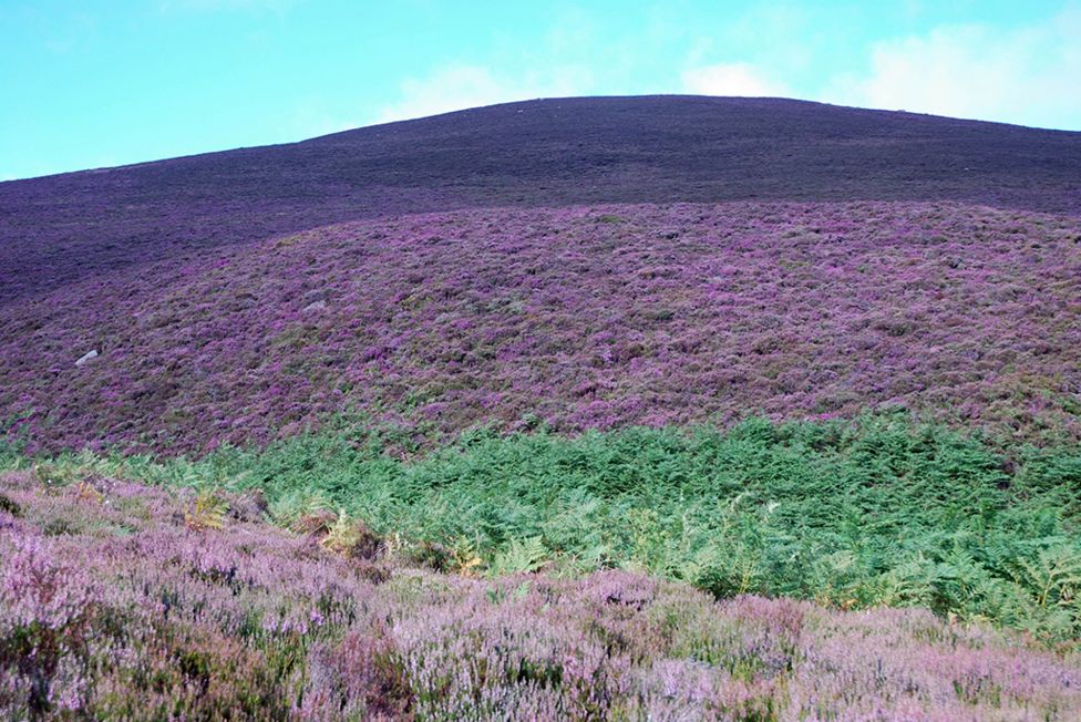 Your pictures of Scotland: 21-28 July - BBC News