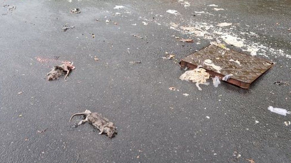 Wallsend downpour floods dead rats, faeces and nappies from drains ...