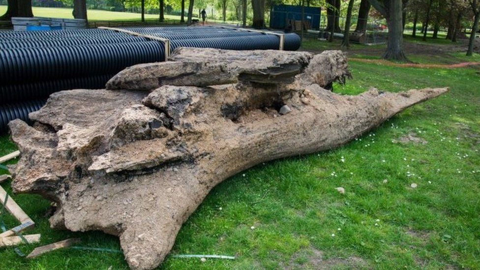 Ancient tree trunk unearthed at Aberdeen's Seaton Park - BBC News