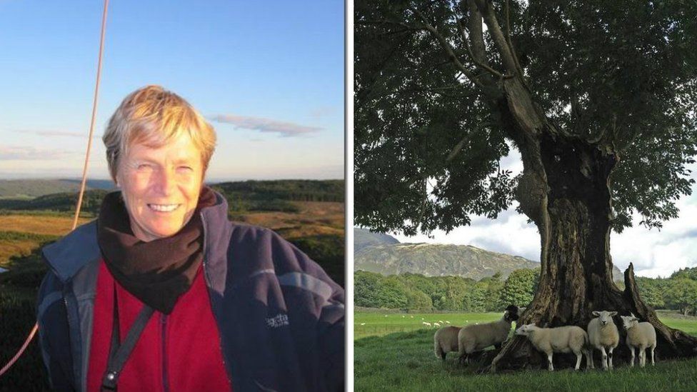 Lightning-hit Courageous Tree named best Cumbrian tree - BBC News