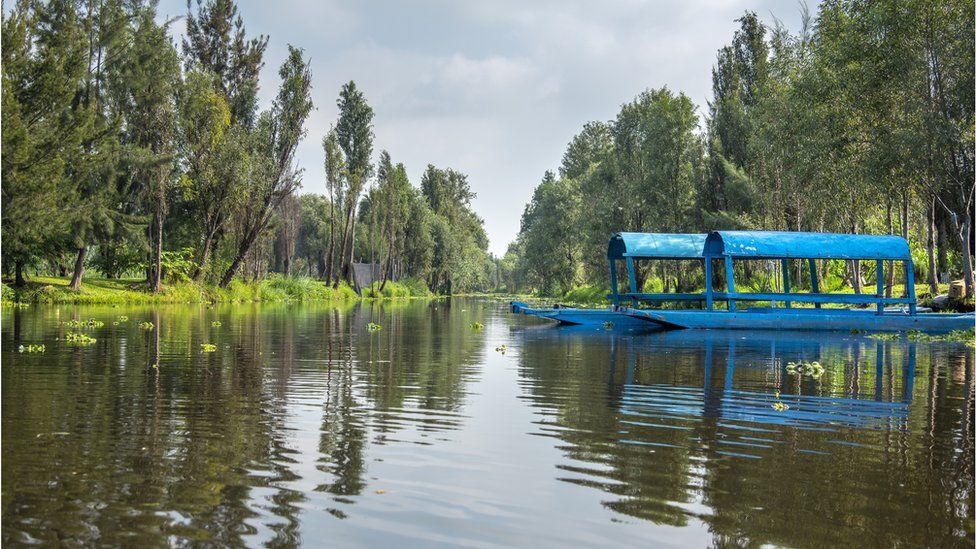 Scientists asking people to 'adopt' an axolotl - BBC Newsround