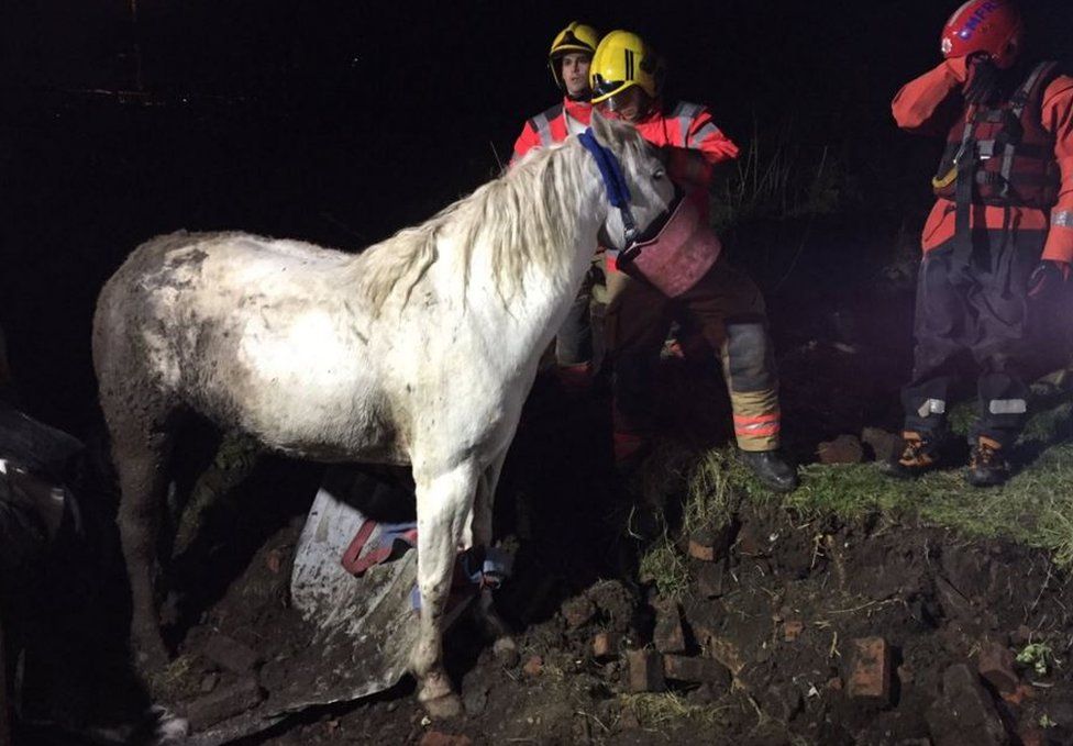 Horse rescued after falling in hole on Wigan farm - BBC News