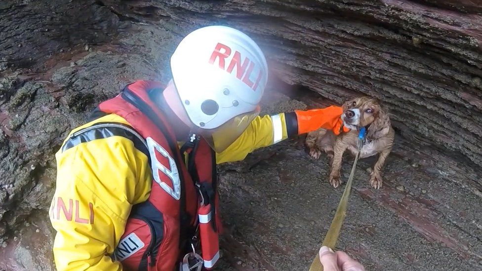 Dog in 100ft Torbay cliff fall 'to make full recovery' - BBC News