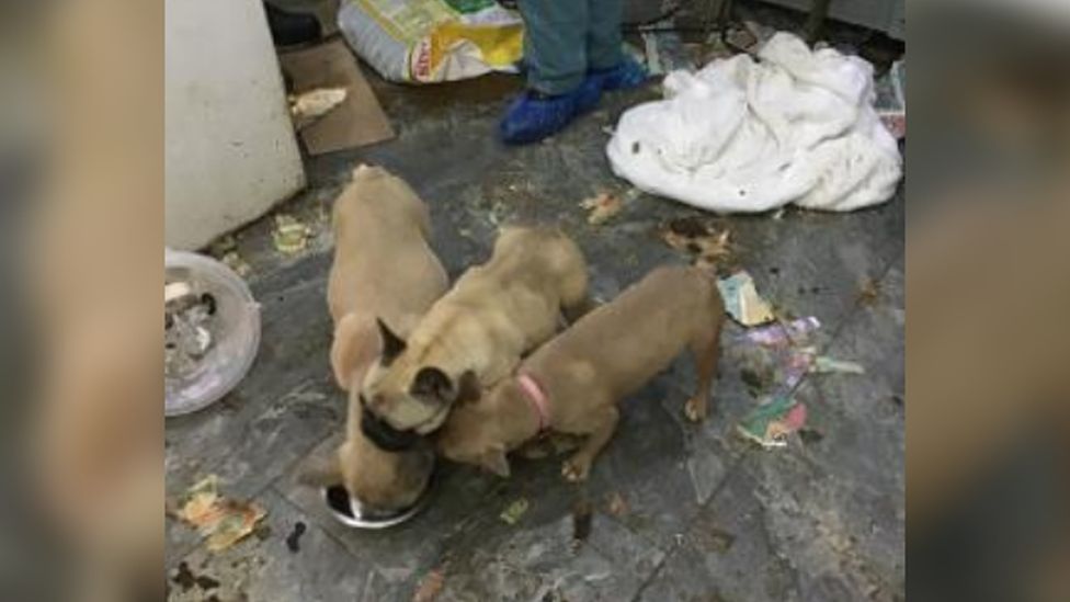 Gwahardd dynes am gadw 100 o gŵn mewn 'twll uffern' - BBC Cymru Fyw