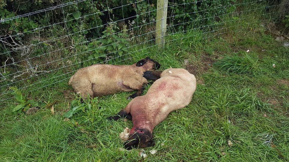 Ballyholland farm: Sheep ears cut off in 'shocking' attack - BBC News