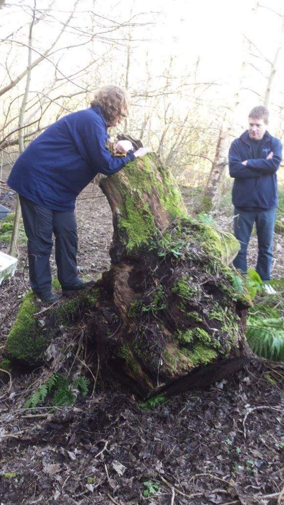Deep roots of William Wallace tree legend - BBC News