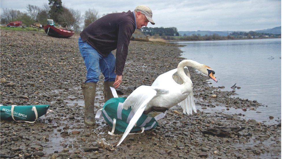 Swan shot with arrow in Fife released after making full recovery - BBC News