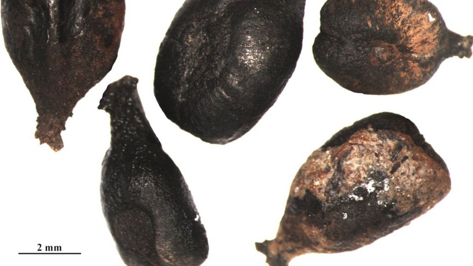 Grape expectations: DNA reveals history of vintage wine - BBC News