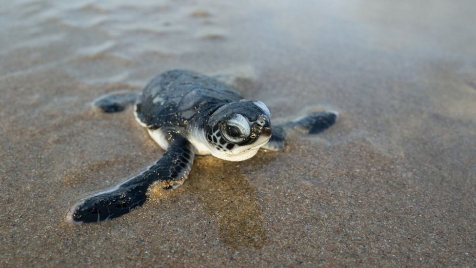 Climate change: How hotter weather could affect turtles and crocodiles ...