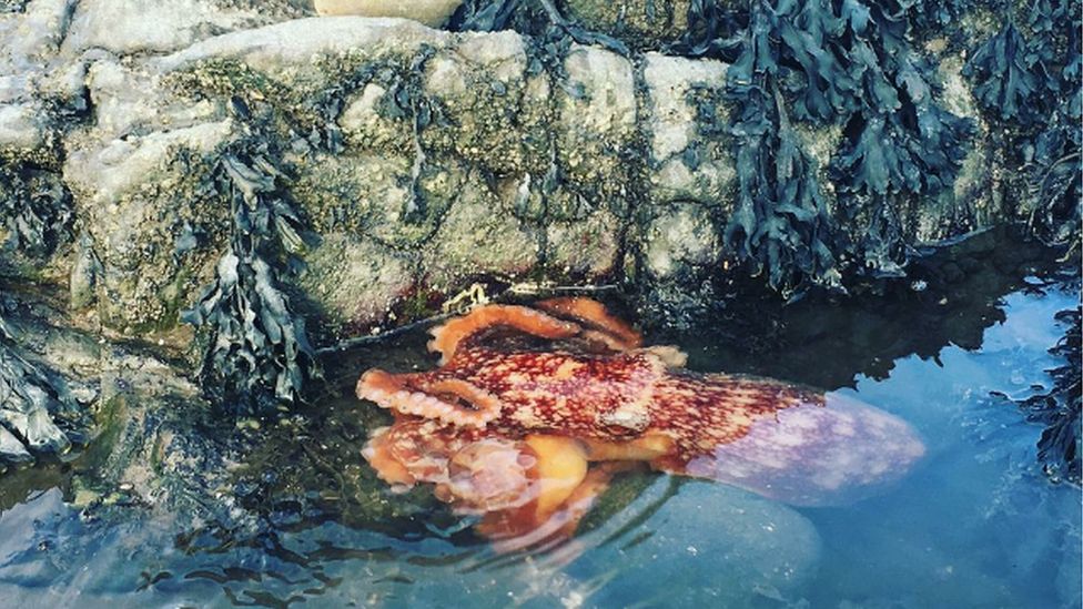 Stranded octopus rescued from Cramond Beach - BBC News