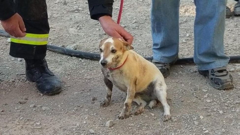 Halstead wine bar: Thirty firefighters bring flames under control - BBC ...