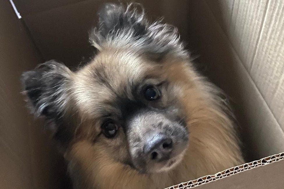 Newcastle: Teen who cannot live with dog fears for mental health - BBC News