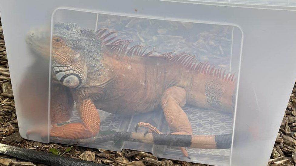 Horncastle iguana rescued from tree after escaping via cat flap - BBC News