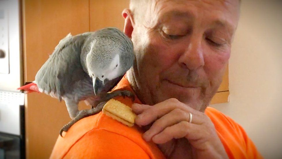 Owner gets stuck in tree rescuing parrot in Wiltshire - BBC News