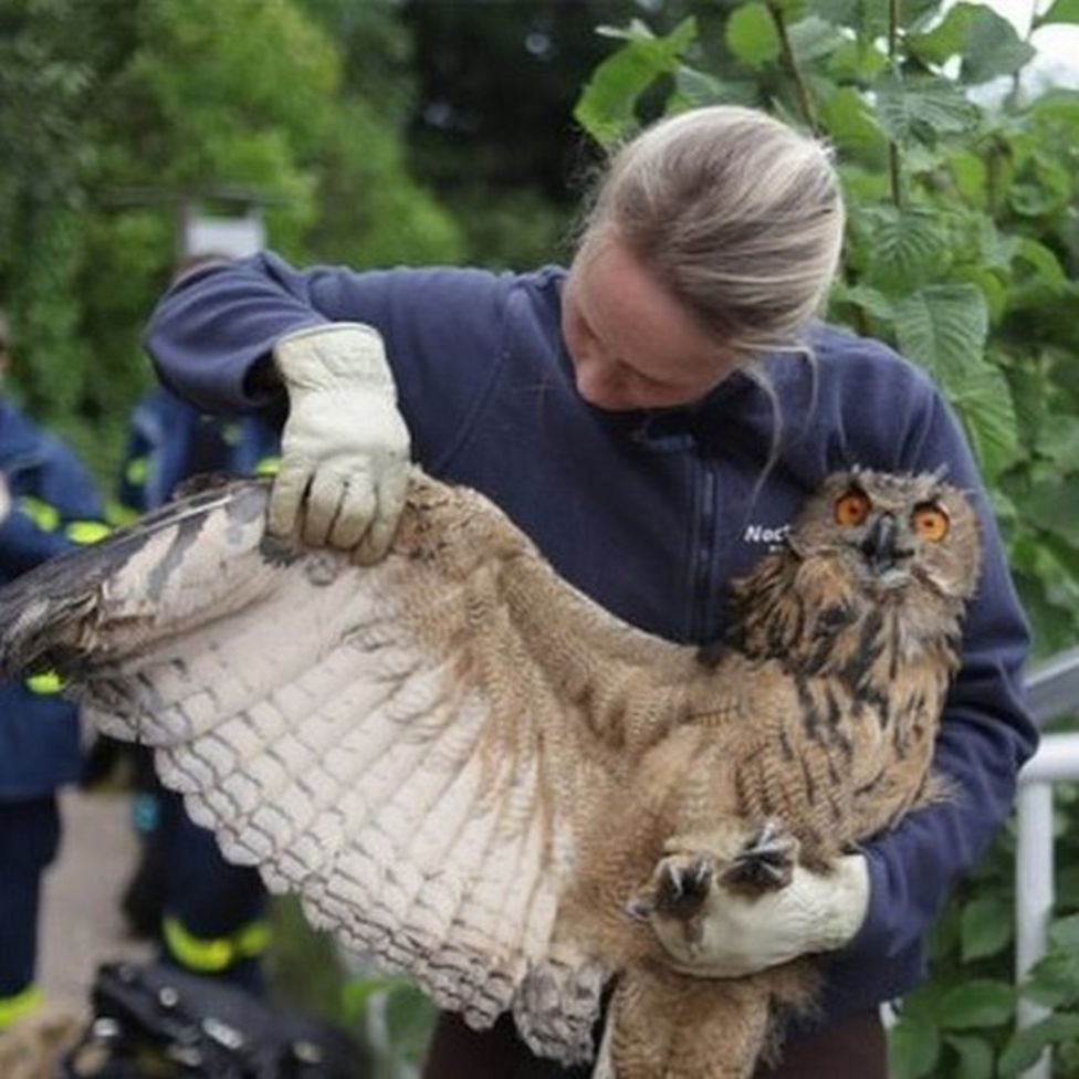 Rescuer abseils down well to save trapped owl - BBC News