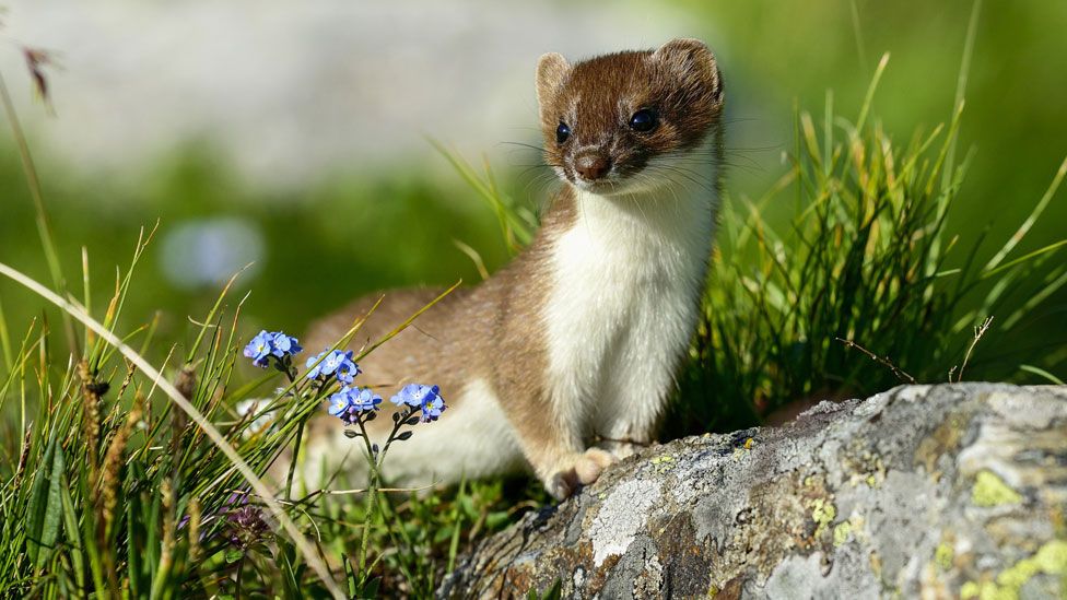 Making Orkney 'stoatally' free of alien predators - BBC News