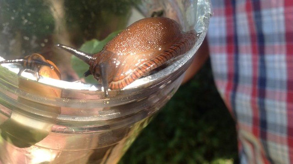 RHS slug survey: Call for people to count slugs across UK - BBC Newsround