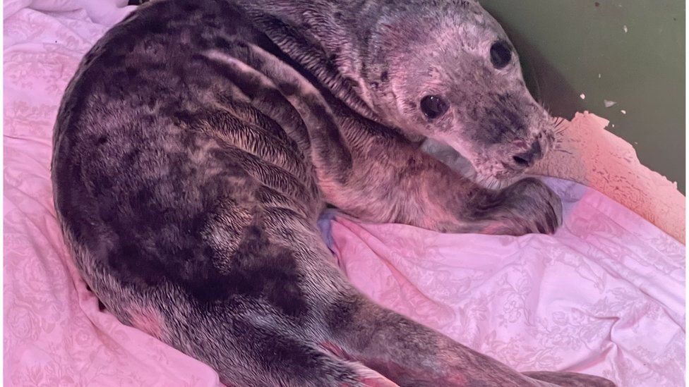 Guernsey stricken seal pup weighed half normal weight - BBC News