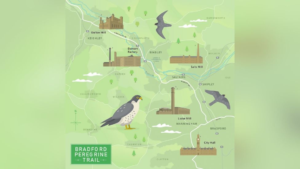 New Bradford project launches to protect peregrine falcons - BBC News