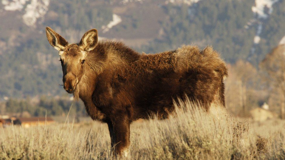 Mammal migration: New global map shows how it's changing - BBC Newsround