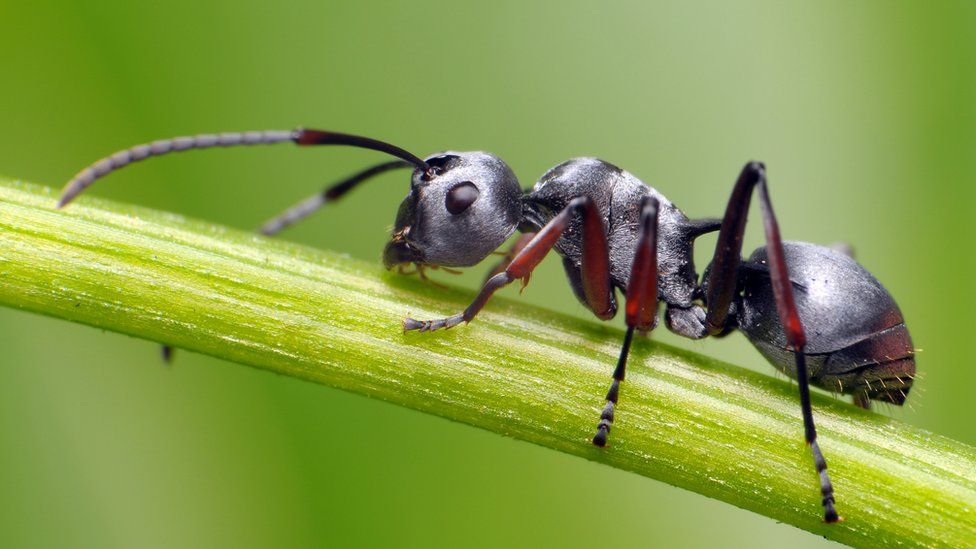 New study reveals how many ants there are in the world - BBC Newsround