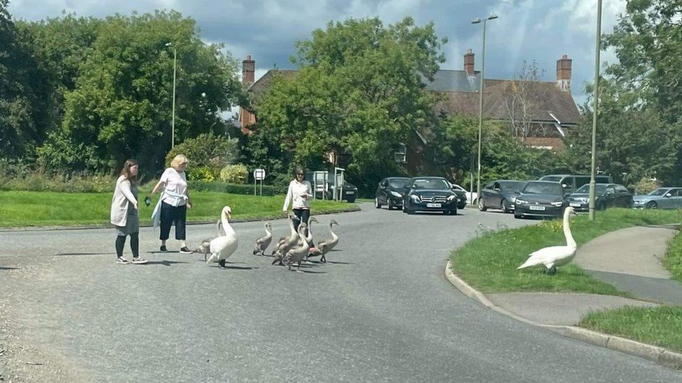 Bishop's Waltham Swan Patrol helps cygnets cross road - BBC News
