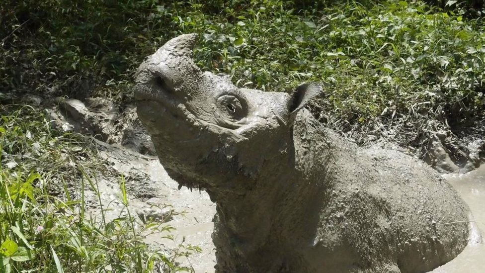 Conservation: How experts are trying to save the northern white rhino ...